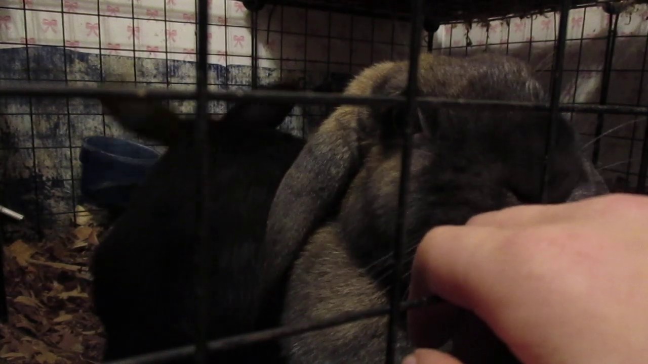 Bunny cam #12 New Years edition - YouTube