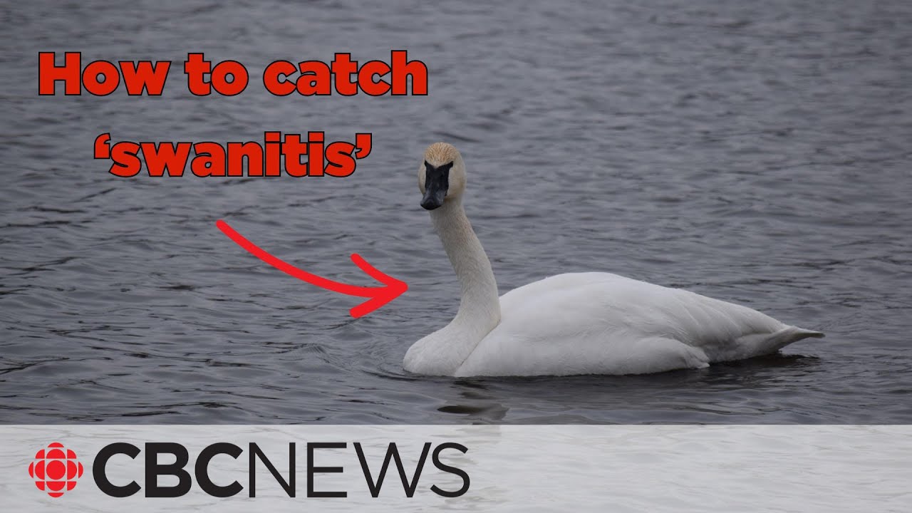 The triumphant return of the trumpeter swan - YouTube
