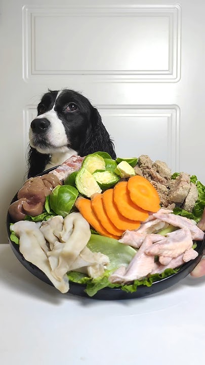 CUTE DOG ASMR EATING FOOD SHOW MUKBANG.FUNNY BIG EARS SPRINGER SPANIEL CRUNCHY CHEW SOUNDS# ...