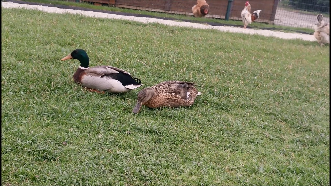 A couple of Ducks having a late lunch - YouTube