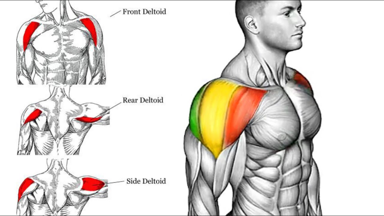 The most effective shoulder workout in the gym - YouTube