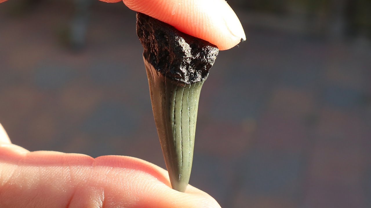 Haaientanden zoeken in Zeeland | 7 TIPS om haaientanden te zoeken EN te ...