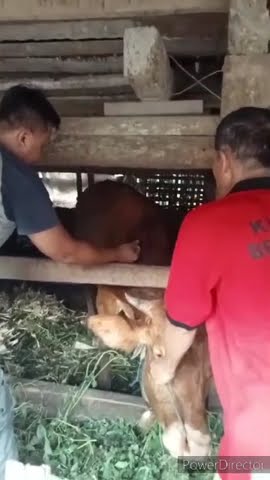 Sapi qurban yang terkena penyakit laminitis/pincang semoga hari H sudah ...