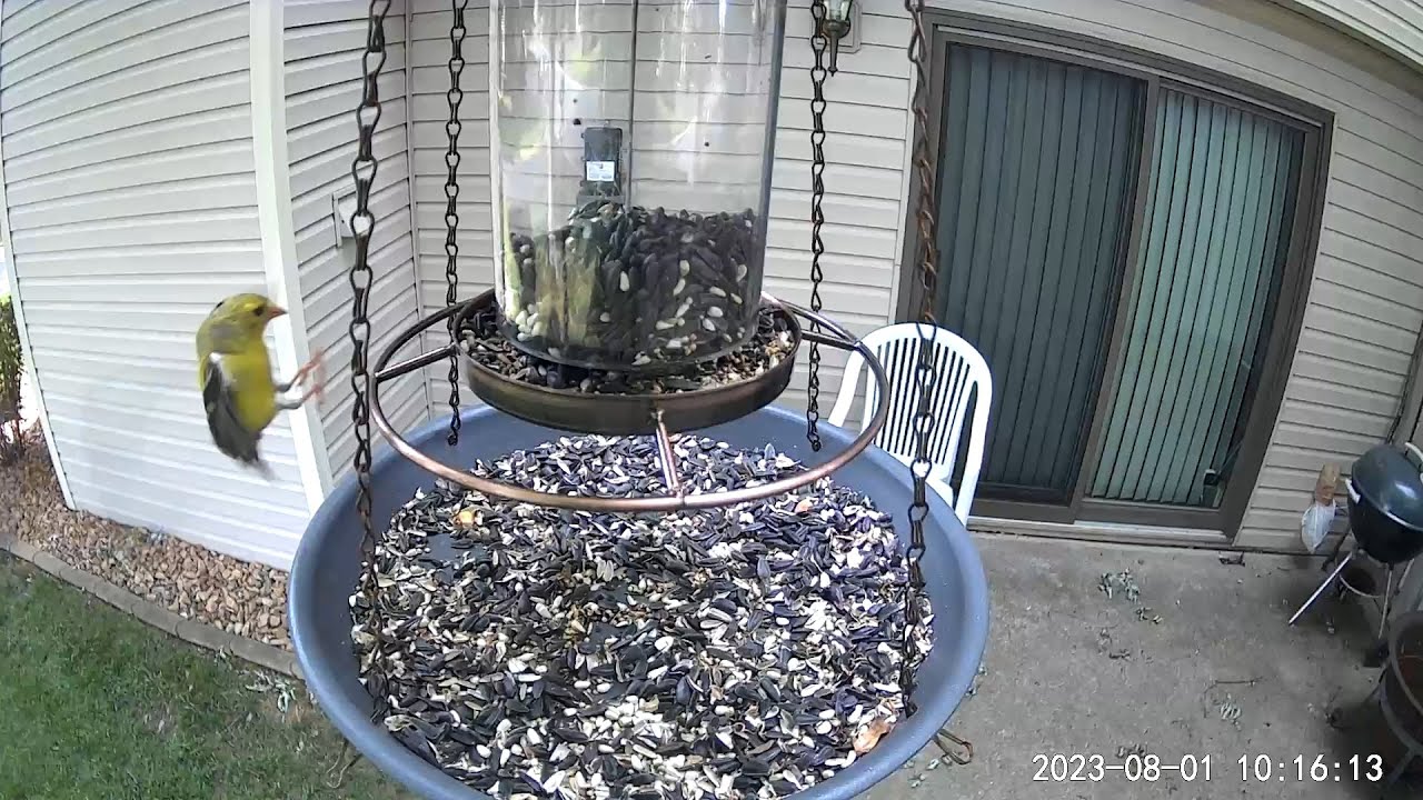 2023/08/01 - Female American Goldfinch pecks out a brunch time snack ...