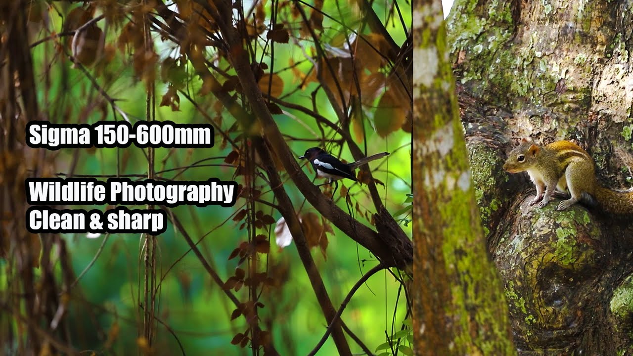 Birds and Squirrel Sigma 150 600mm Wildlife First Shot || 6D II + 150 ...