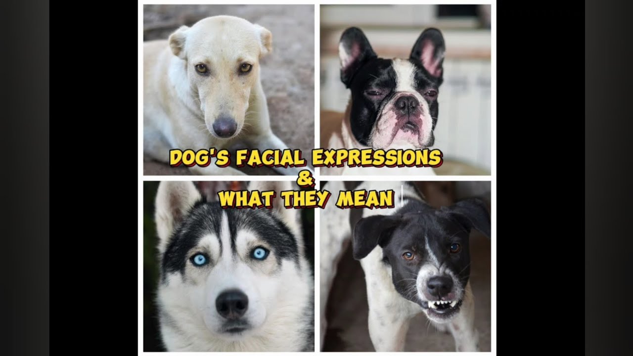Dog's Facial Expressions And What They Mean - YouTube