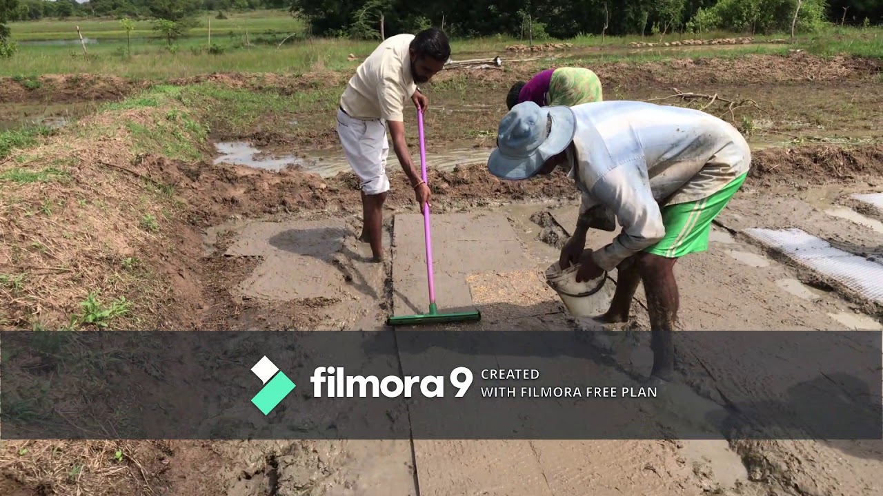 වී වගාව සදහා පැරෂුට් තාක්ෂණය #Parachute technology for paddy ...