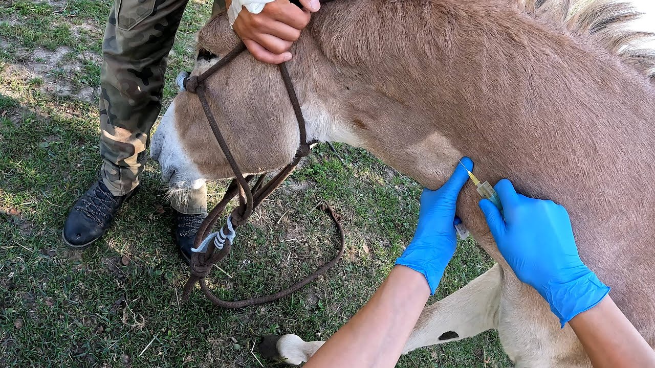 Best Way to Castrate a Donkey / JAK WYKASTROWAĆ OSŁA - YouTube