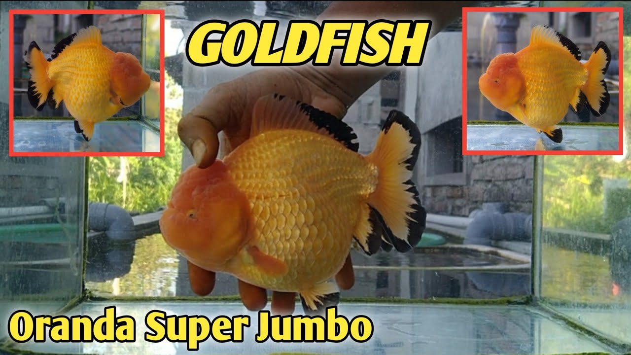 Ikan Maskoki Oranda Super Jumbo, Gen Black Gold Cantik Dan Berotot ...