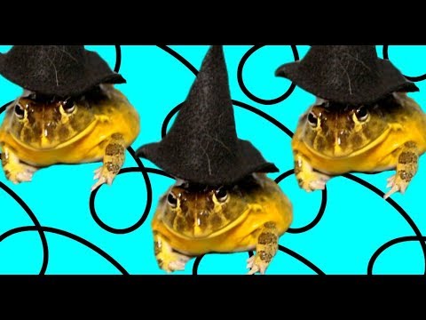 How to Have Fun with a Frog - YouTube