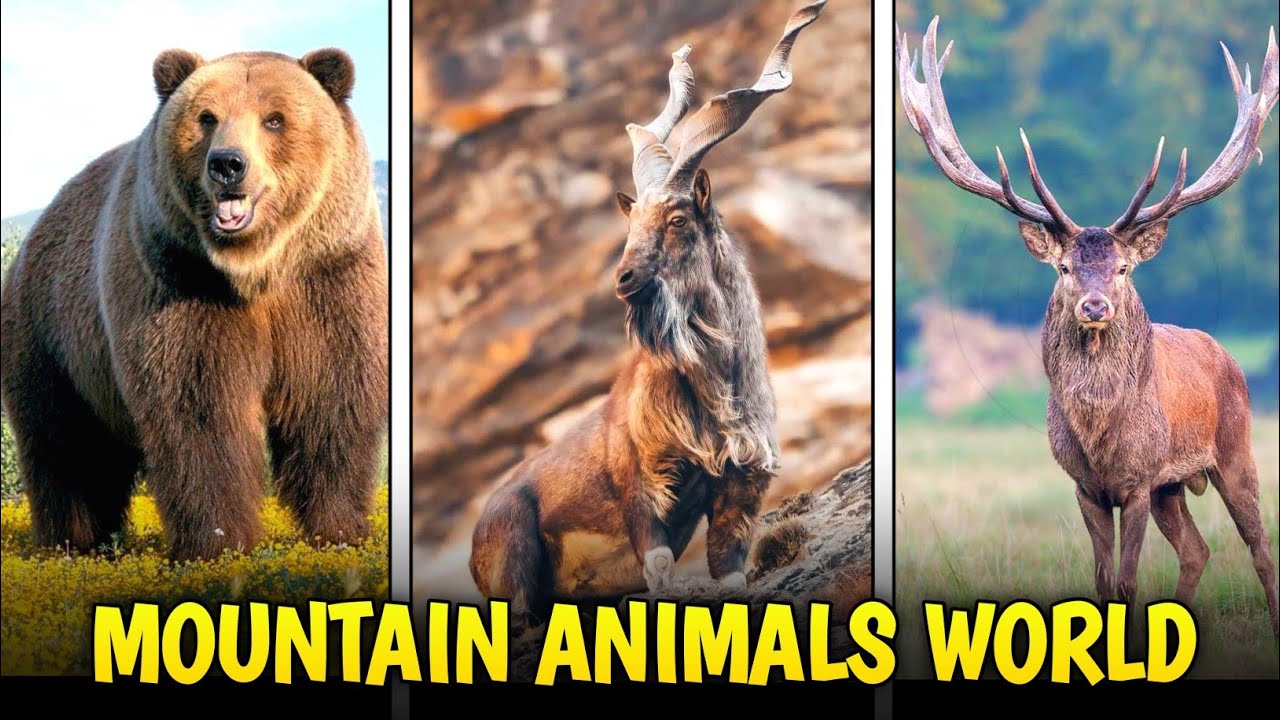Mountain Animals | the true anti gravity animals in the world ...