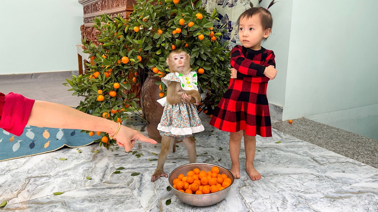 Monkey Kaka and Diem apologized to mom looking very obedient - YouTube