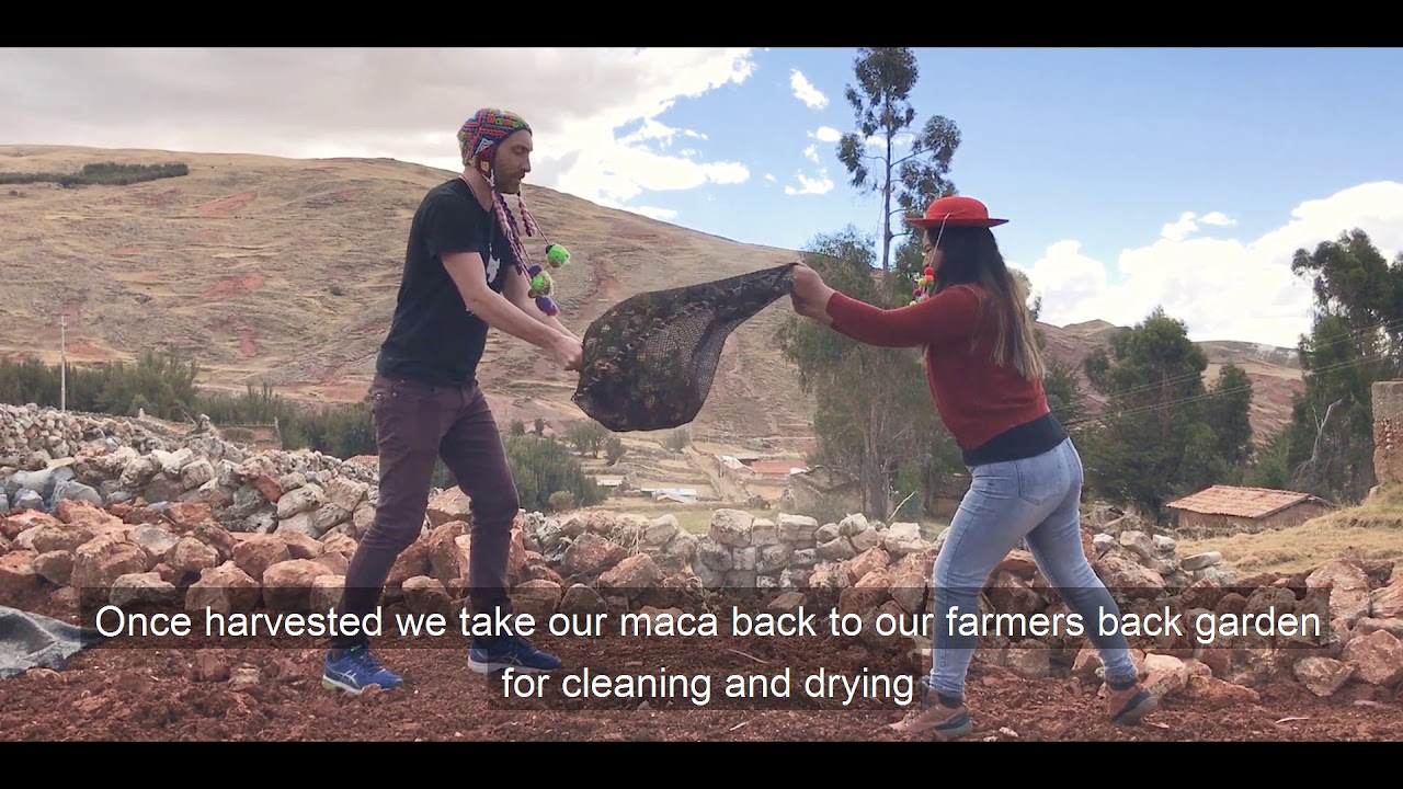 HOW MACA IS MADE - OUR MACA POWDER FROM FARM TO TABLE - THE MACA ...