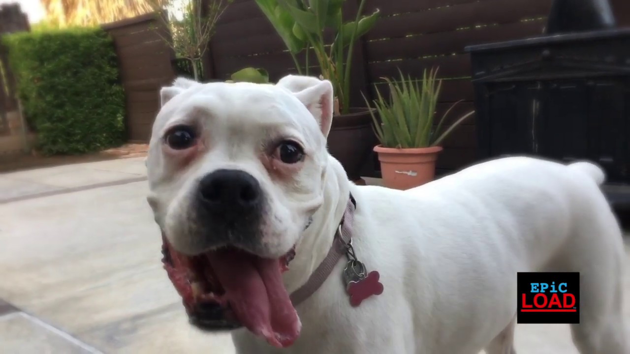 Stella The Talking Dog - YouTube
