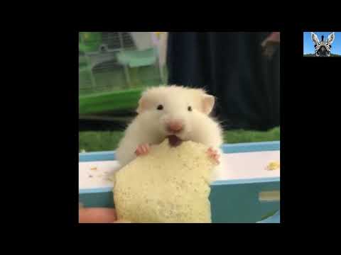 Cute animals UwU - YouTube