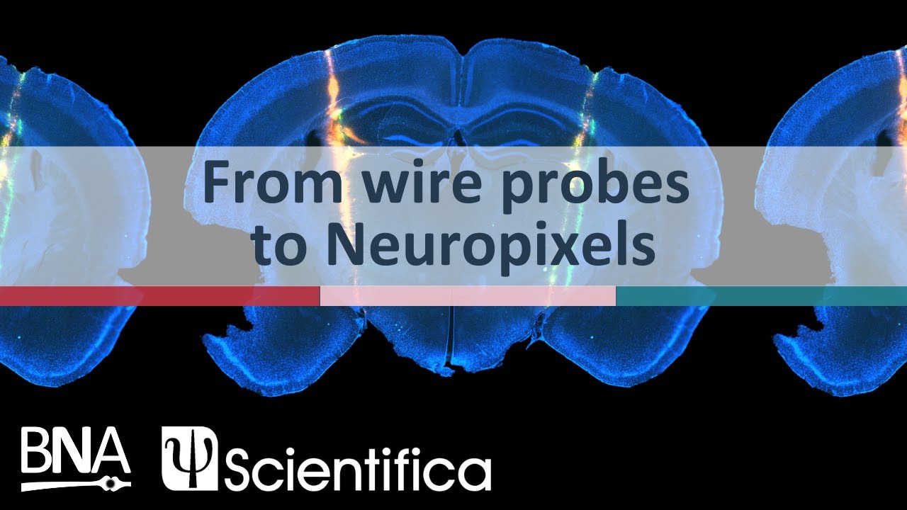 From wire probes to Neuropixels: Advancements in neurophysiology ...