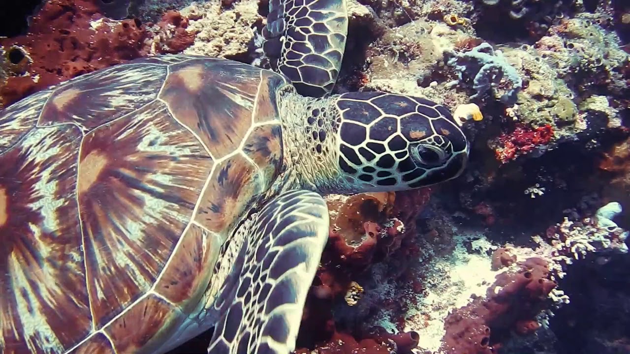 Inside of water tortoise how to find our food - YouTube
