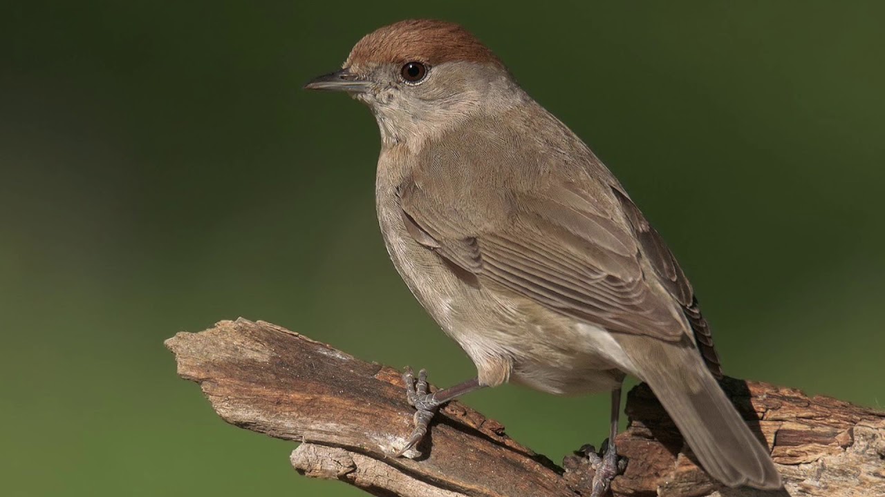 Capinera bird - Sound - YouTube