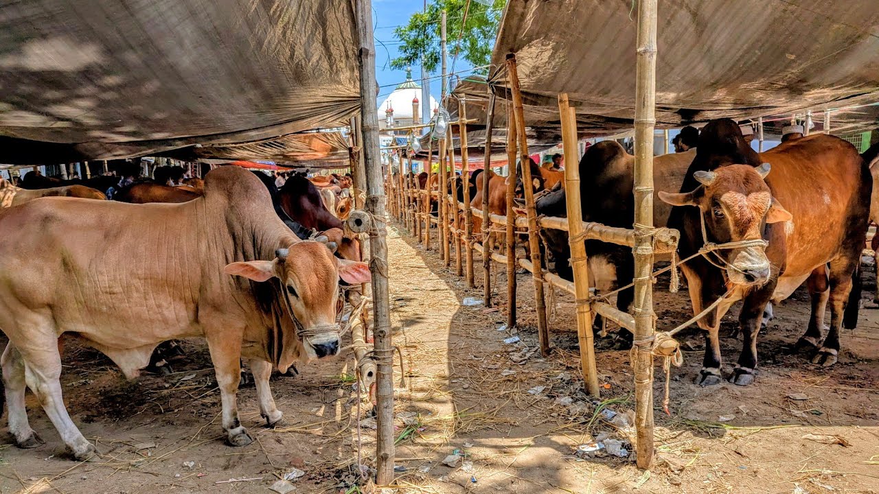 ১ টনের বিশাল গরু পোস্তগোলা শ্মশান ঘাট গরুর হাটে | Postogola Shoshan ...
