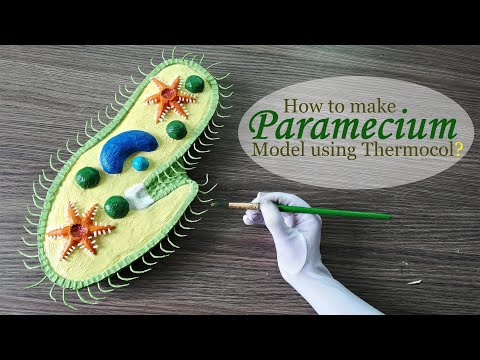 DIY Paramecium 3d Model | Holiday Homework