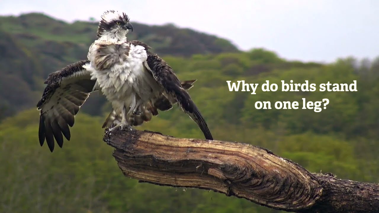 Why Do Birds Stand on One Leg? - YouTube