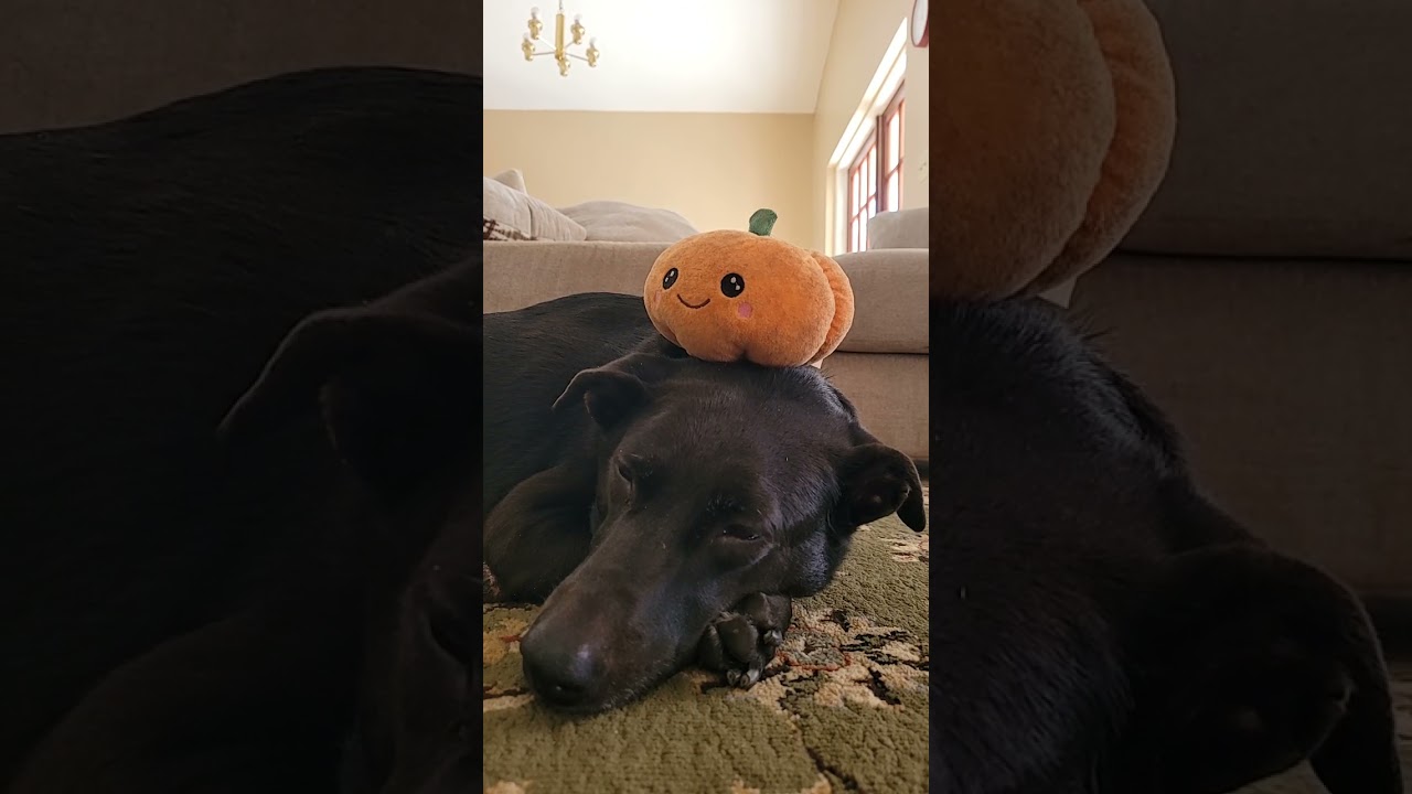 Labrador Retriever Dog celebrates Thanksgiving - YouTube