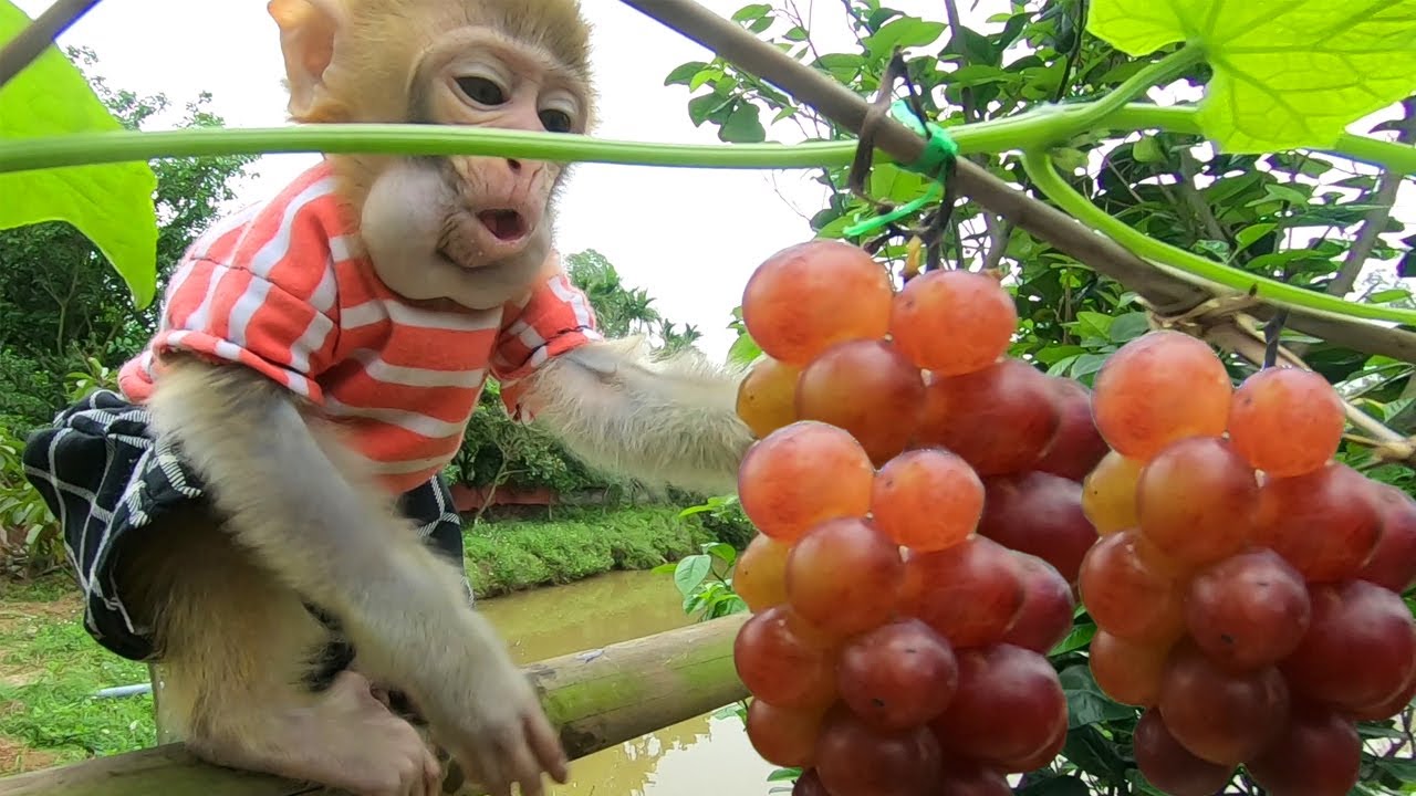 Baby Monkey Ori Play With Toy Car and Very Confident His Dexterity When ...