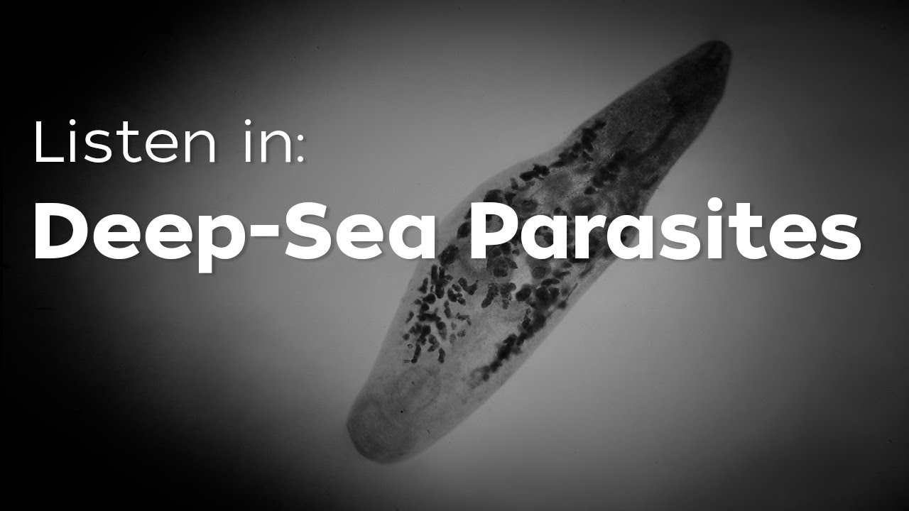 The Creepy, Unbelievably Inspiring World of Deep-Sea Parasites - YouTube