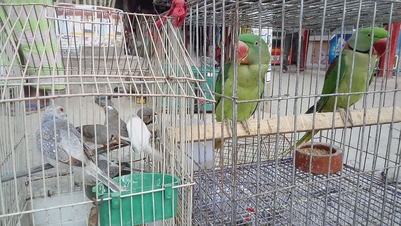 How Price this bird | Bird price of Bangladesh - YouTube