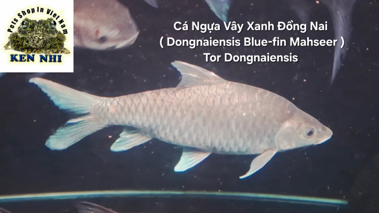 Cá Ngựa Vây Xanh Đồng Nai ( Dongnaiensis Blue-fin Mahseer ). Tor ...