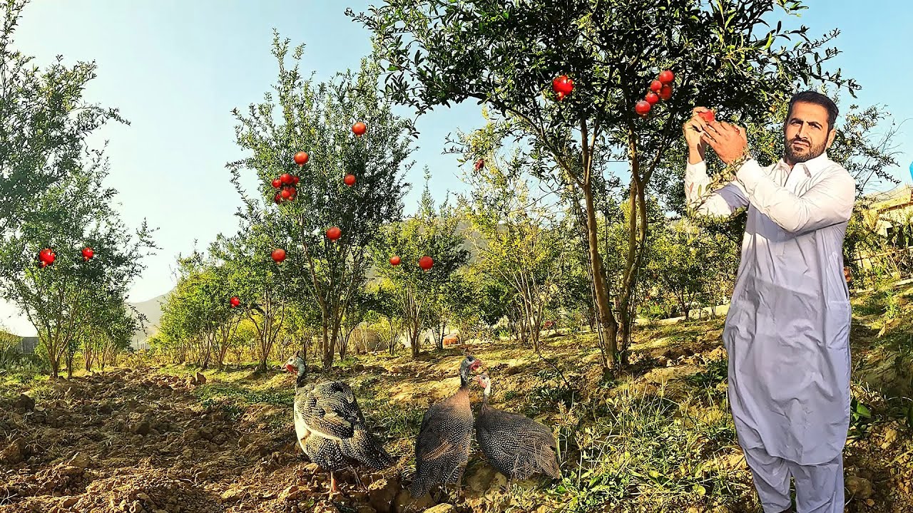 Pomegranate Garden in Quetta with Cinamatic Video /Rafiq Khan Achakzai ...