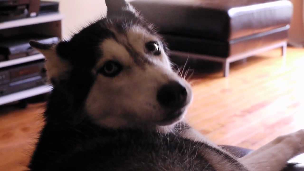 Mishka the Grumpy Talking Husky - YouTube