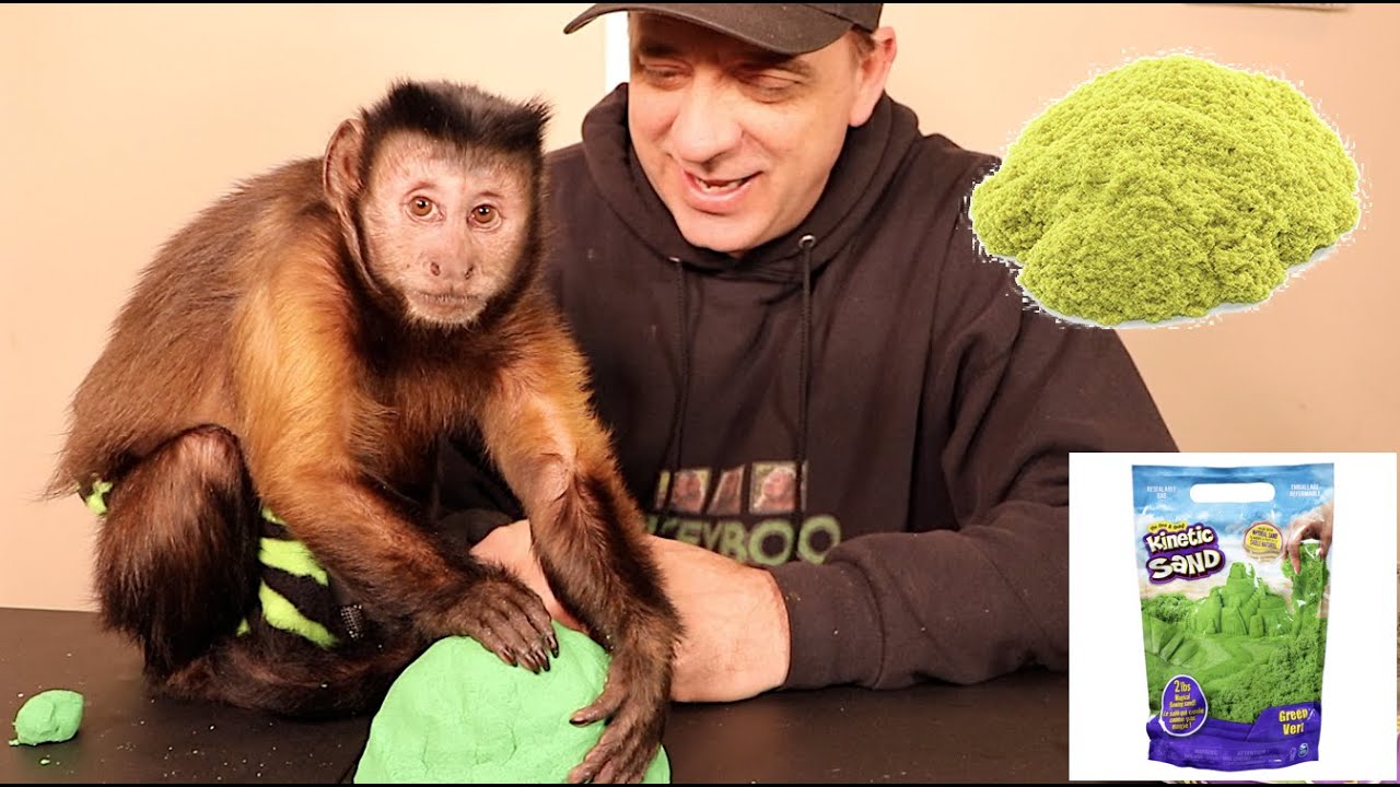 Monkey Reaction and Playing With Kinetic Sand! #MonkeyMondays - YouTube