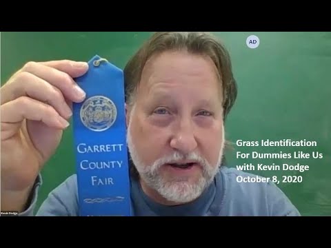 Grass ID for Dummies Like Us: How to Get Started Figuring Out Grasses ...