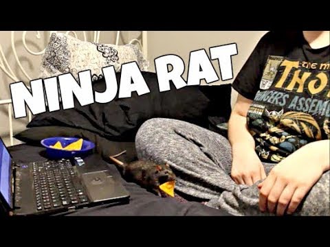 RAT STEALS DORITOS! | Related to Pizza Rat? - YouTube