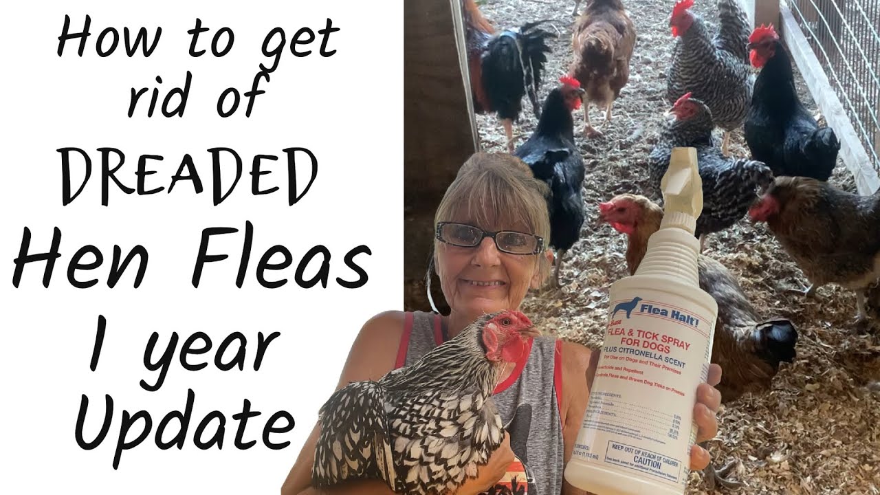 How to Get Rid of Hen Fleas Stick Tight Fleas My 1 Year Update - YouTube