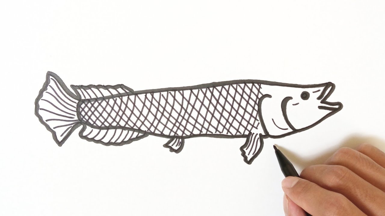 Cara Menggambar Ikan Arapaima Yang Mudah - Tutorial Menggambar - YouTube