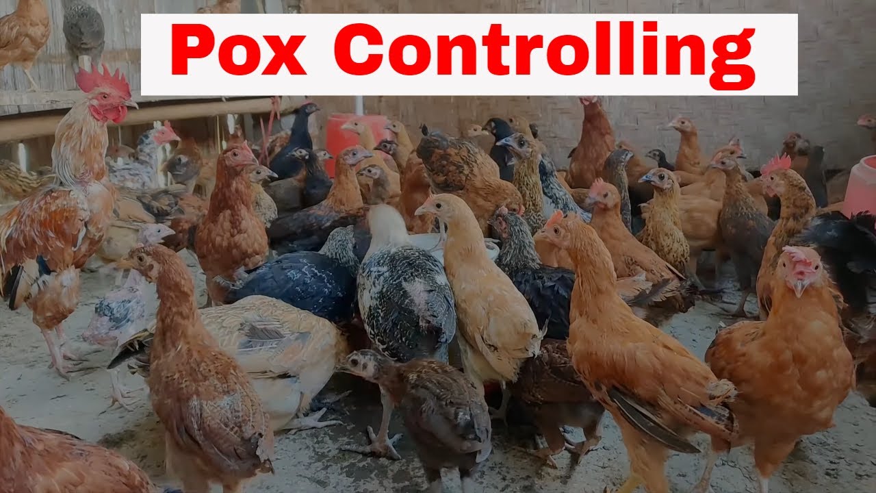 Fowl Pox Controlling in Small Chicken Farm - YouTube