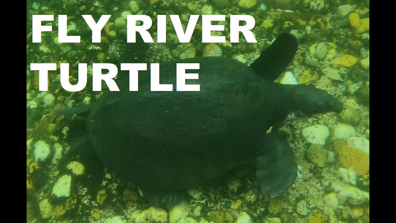 FRESHWATER TURTLE with FLIPPERS?!?!? [4K] - YouTube