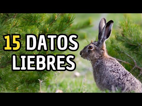 15 Datos Curiosos de las Liebres - ¿Son iguales a los Conejos?