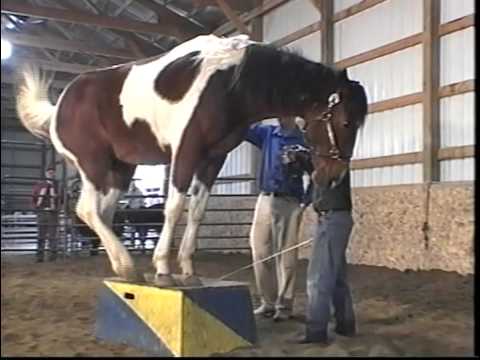 Daniel E. Wallen - Animal Trainer - YouTube