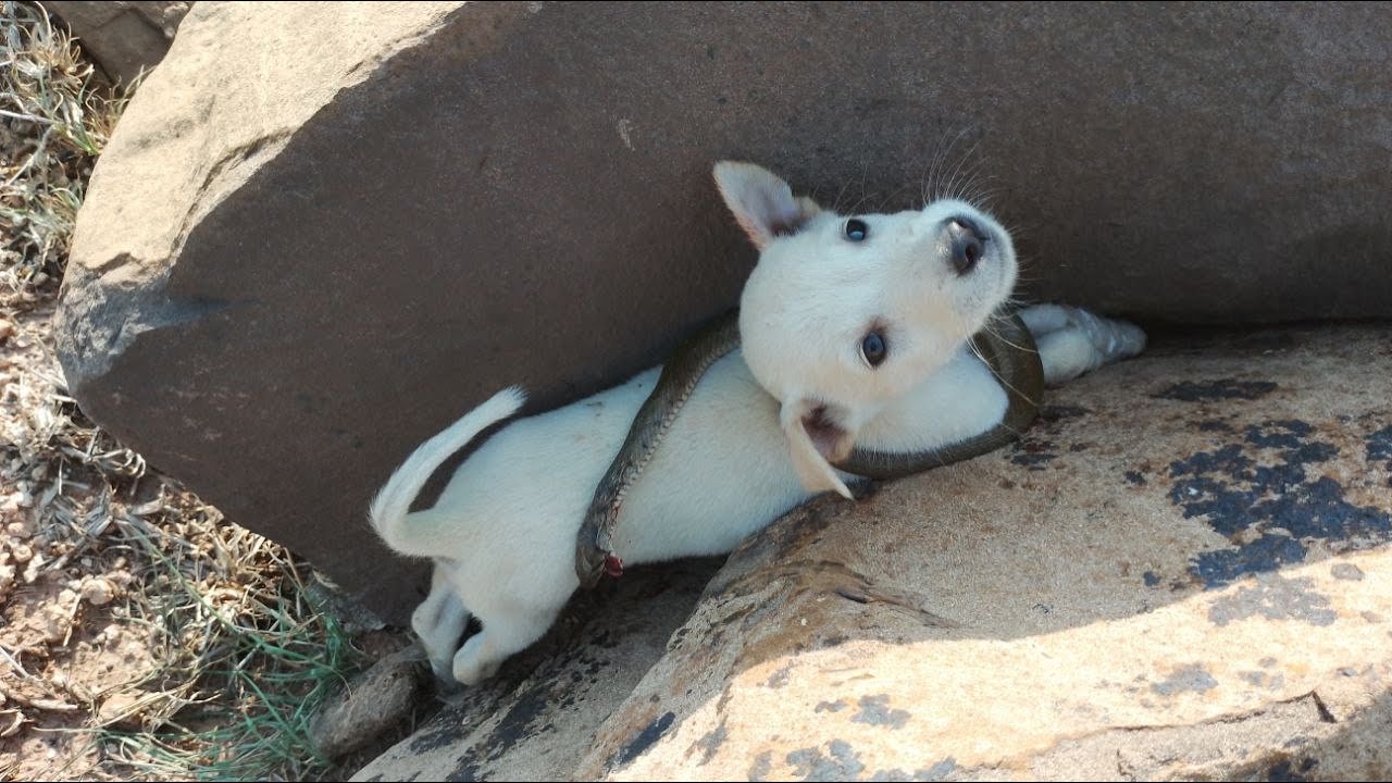 Rescue abandoned puppy was stuck his body in the rock and feed him with ...