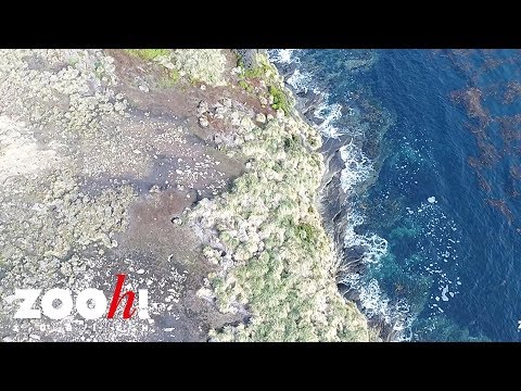 30'000 Grasbüschel für Hummock Island