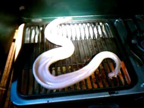Grilled Rattlesnake Squirming on Grill - YouTube