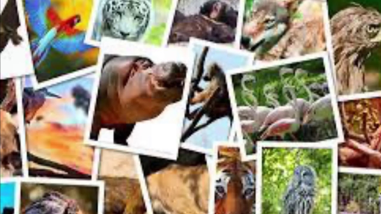 Science - Animals including humans - YouTube