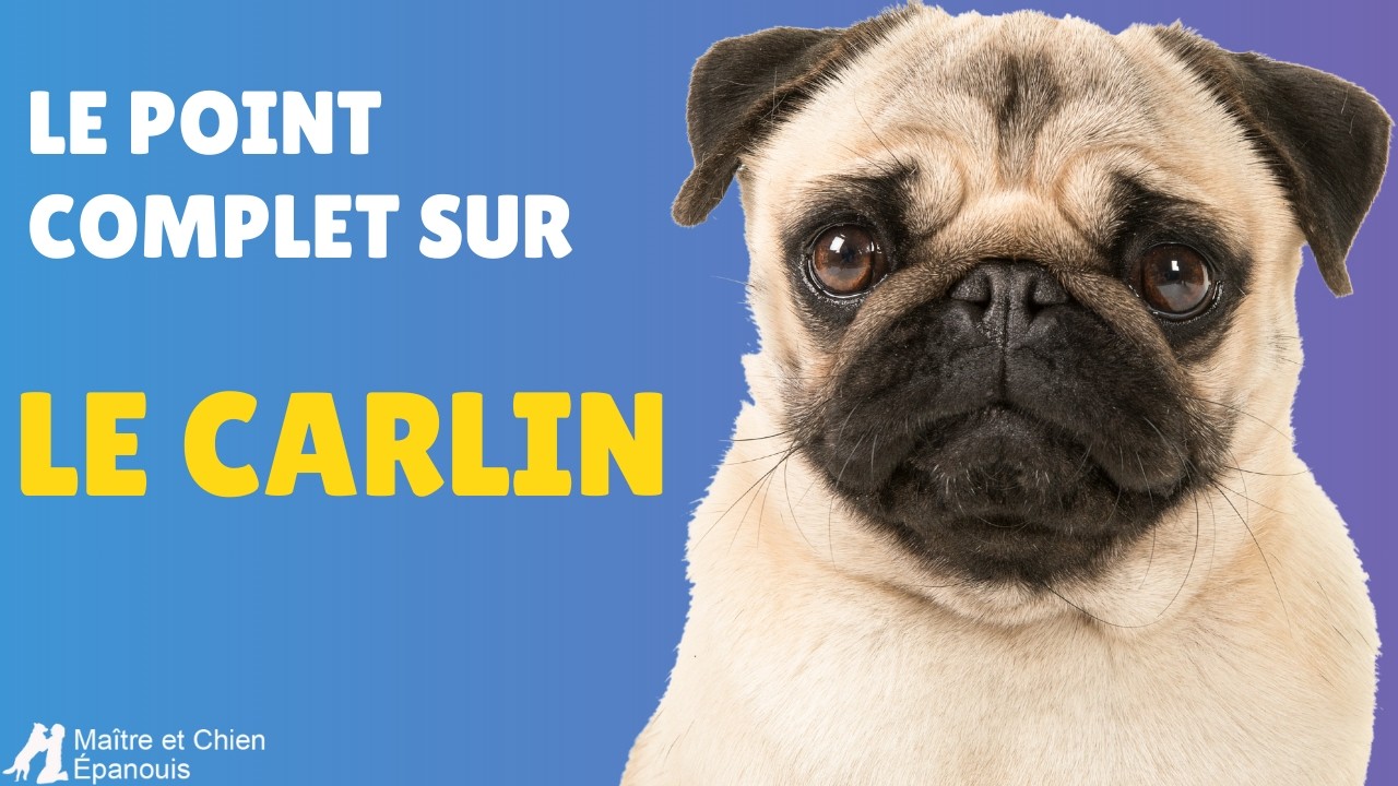 Tout savoir sur le Carlin : Caractère, Soins et Éducation - YouTube