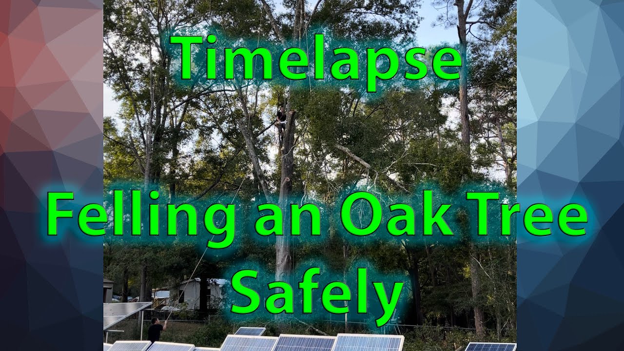 Timelapse: Felling a Large Oak Tree Safely - YouTube