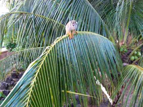 Monkey Catch - YouTube