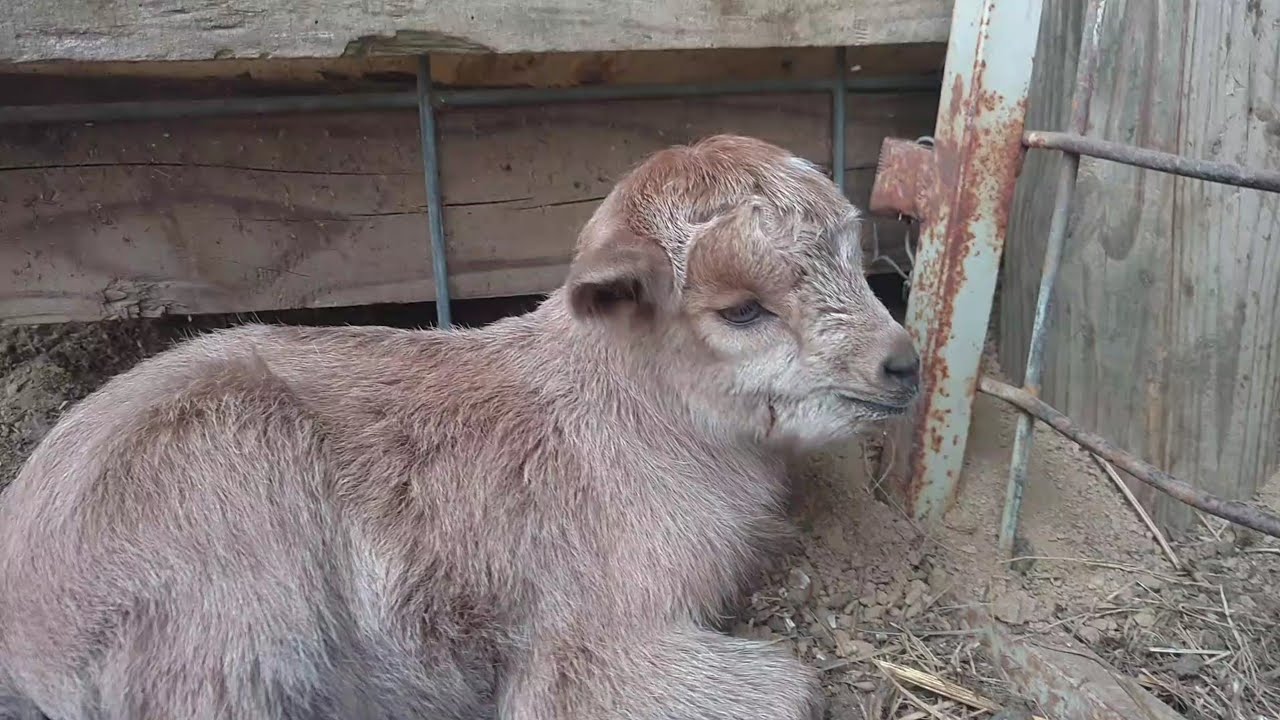 Baby goat born today! New addition at Keyfarm. - YouTube