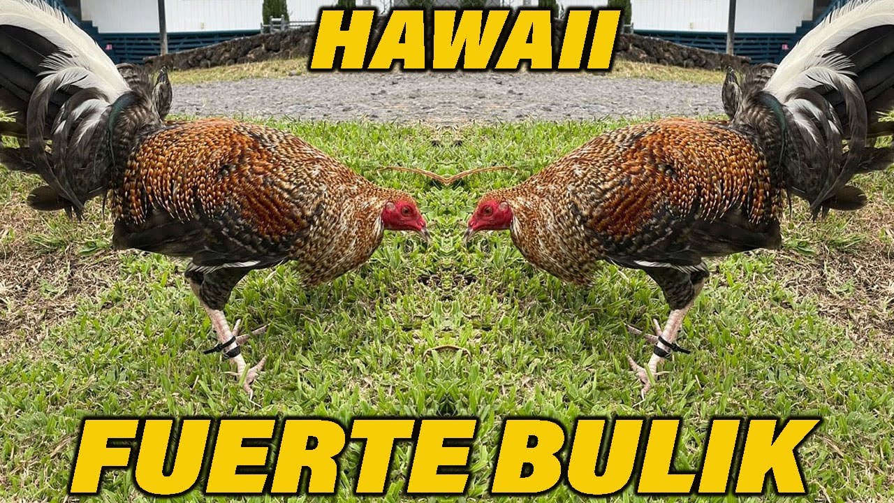 Fuerte Bulik Spangled Hatch Beautiful Birds Fuerte Farm in Hawaii Keala ...